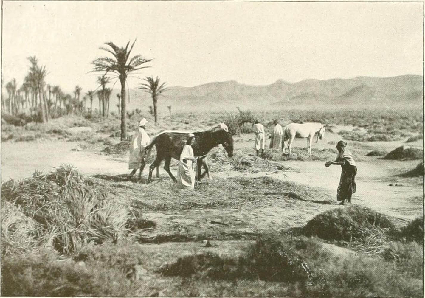 Factor Endowments on the “Frontier”: Algerian Settler Agriculture at ...